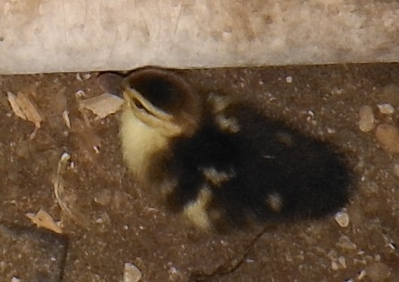 Baby Duck (NOT the wine!) | Florida Hillbilly